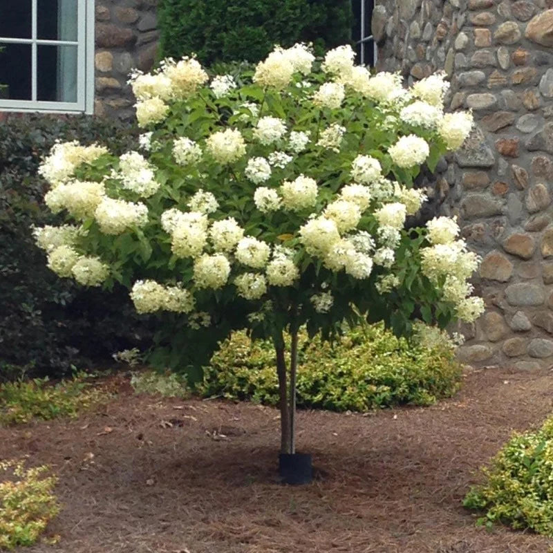 HYDRANGEA LIMELIGHT STANDARD – Knippel Garden Centre