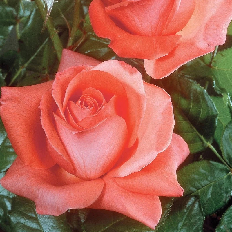ROSE GRANDIFLORA LASTING PEACE – Knippel Garden Centre