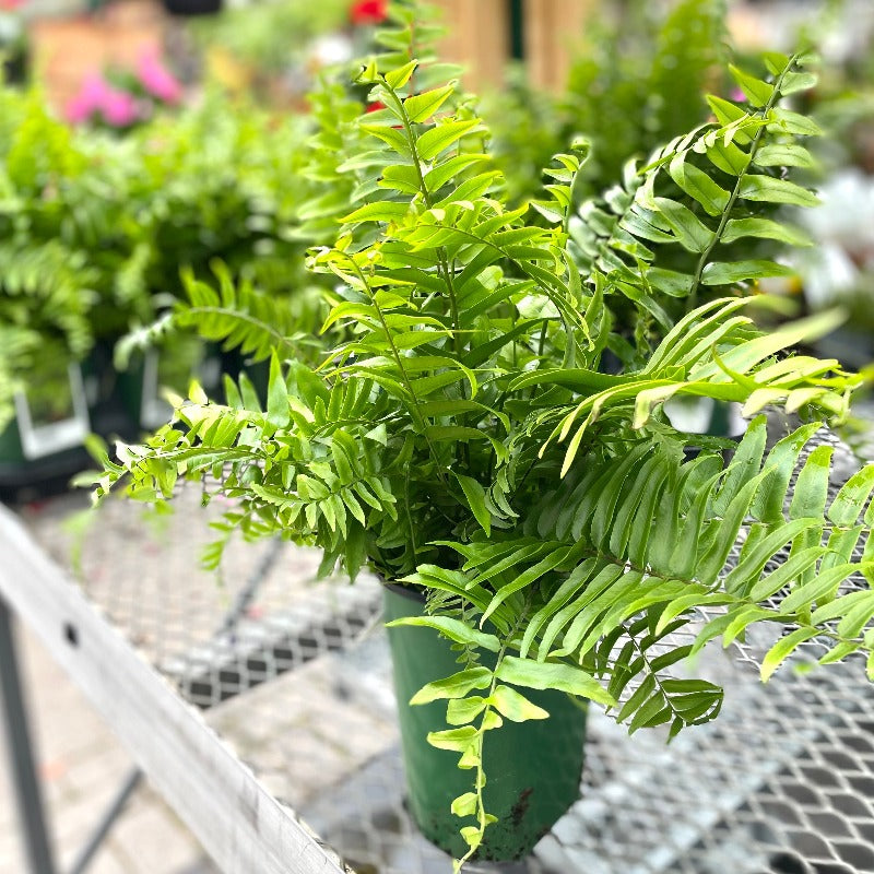 FERN MACHO – Knippel Garden Centre