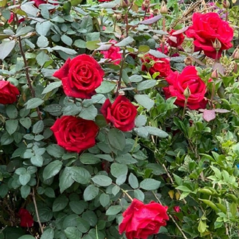ROSE HYBRID TEA MR. LINCOLN – Knippel Garden Centre