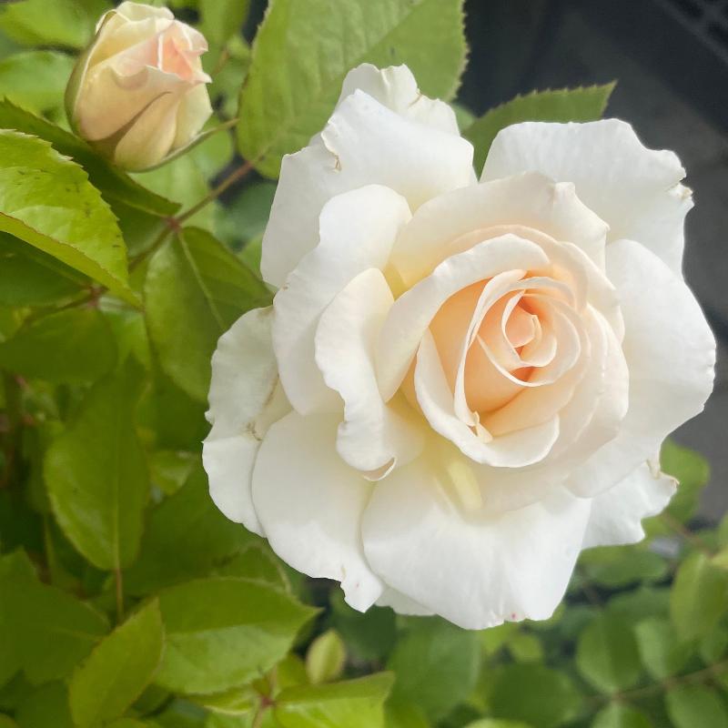 ROSE GRANDIFLORA MT. HOOD – Knippel Garden Centre