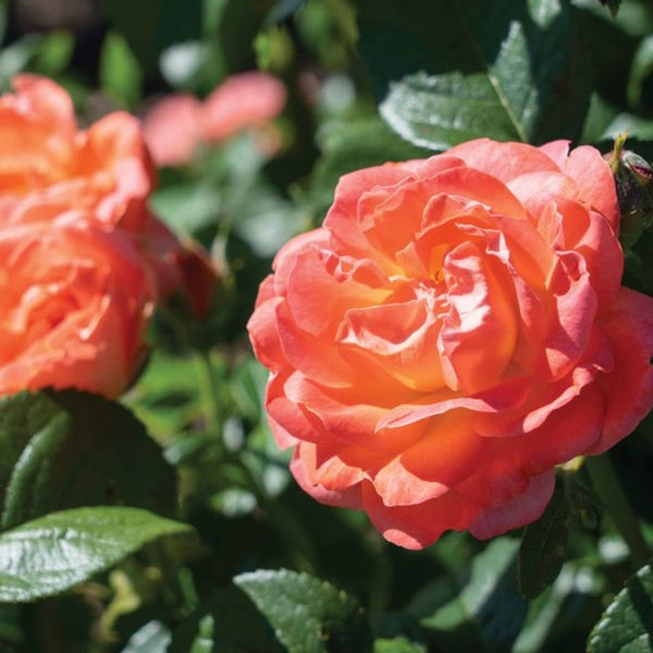 ROSE KNOCK OUT ORANGE GLOW – Knippel Garden Centre