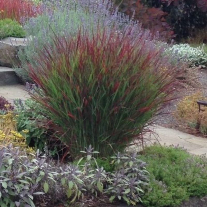 PANICUM SHENANDOAH – Knippel Garden Centre