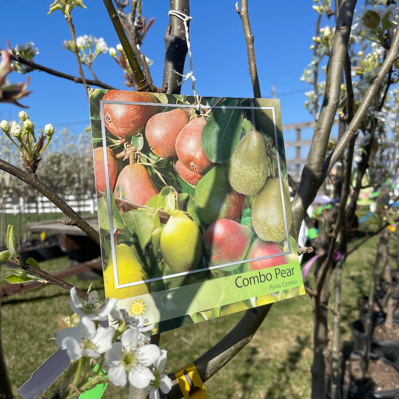 PEAR COMBO – Knippel Garden Centre