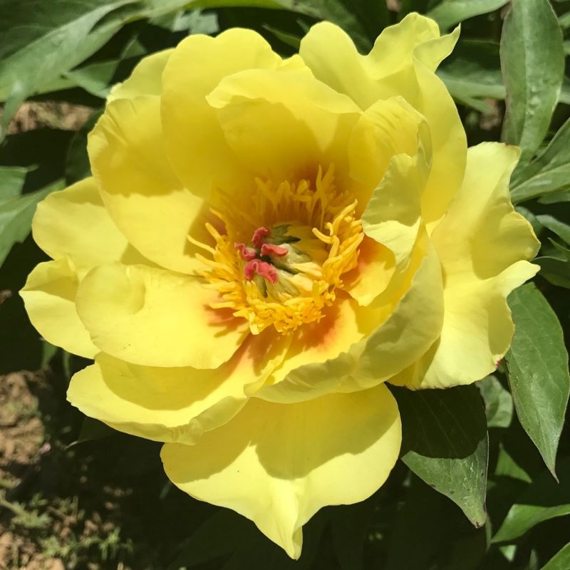 PAEONIA SEQUESTERED SUNSHINE – Knippel Garden Centre