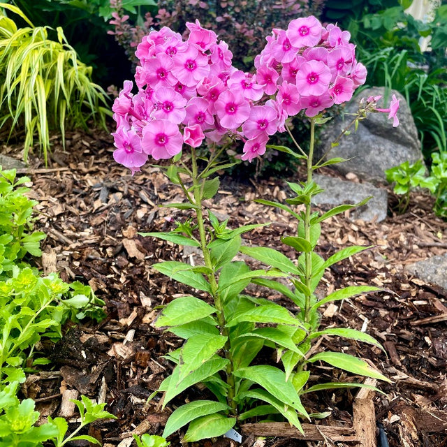 PHLOX PINK FLAME – Knippel Garden Centre