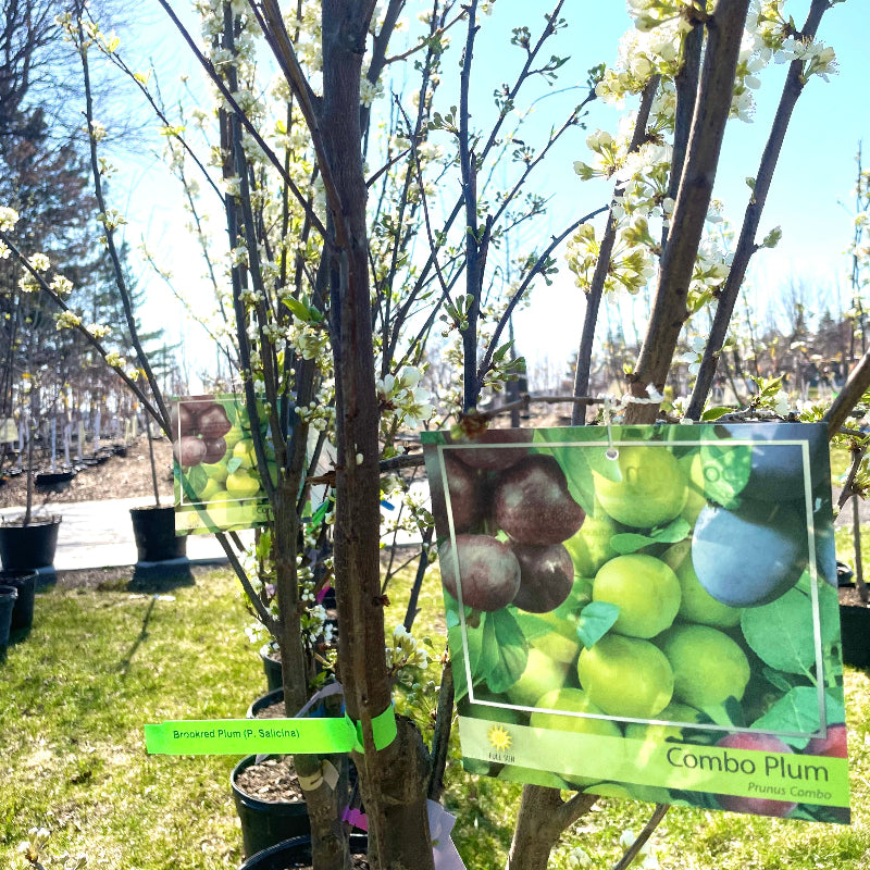 PLUM COMBO – Knippel Garden Centre