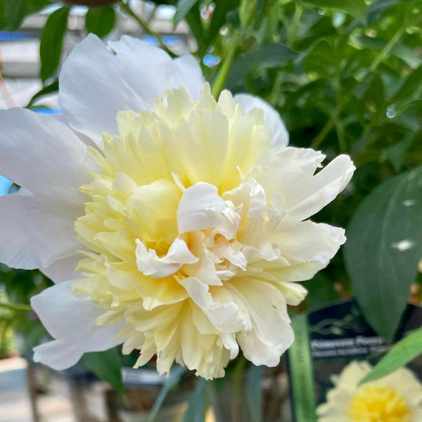 Sun-Tolerant Perennials – Knippel Garden Centre