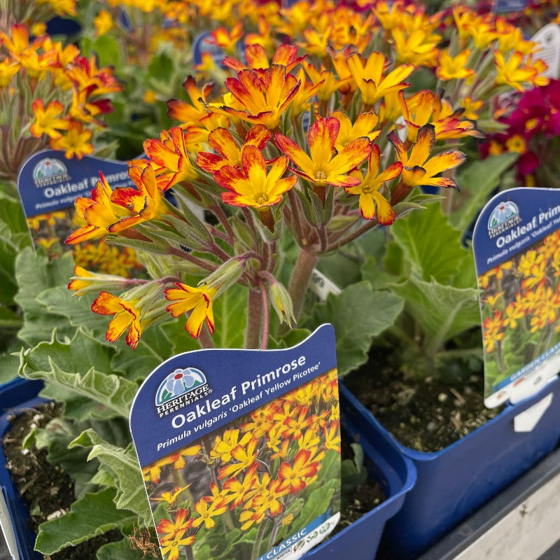 PRIMULA OAKLEAF YELLOW PICOTEE – Knippel Garden Centre