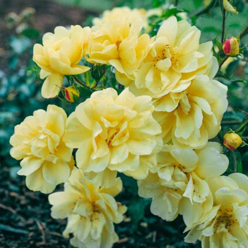 ROSE FLOWER CARPET YELLOW – Knippel Garden Centre