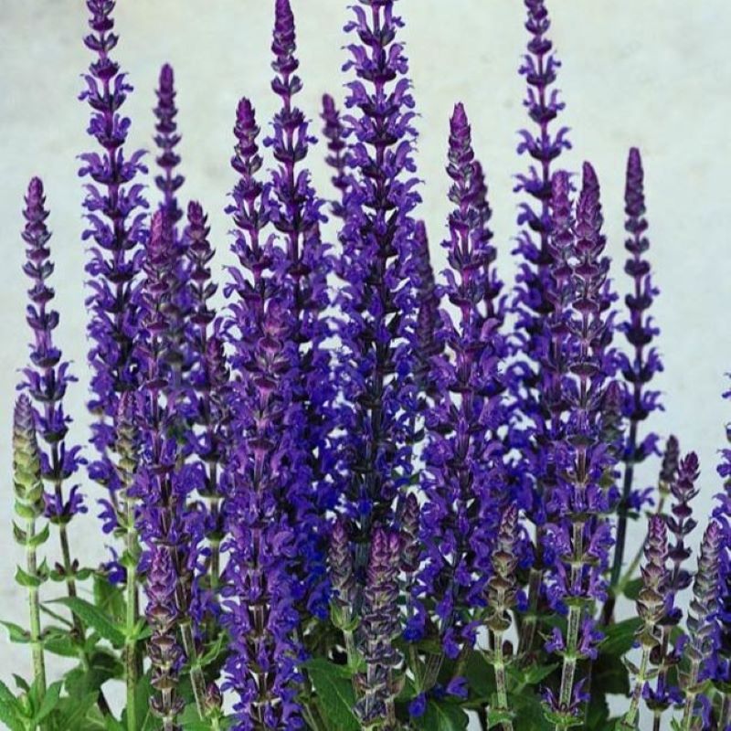 SALVIA MERLEAU BLUE – Knippel Garden Centre