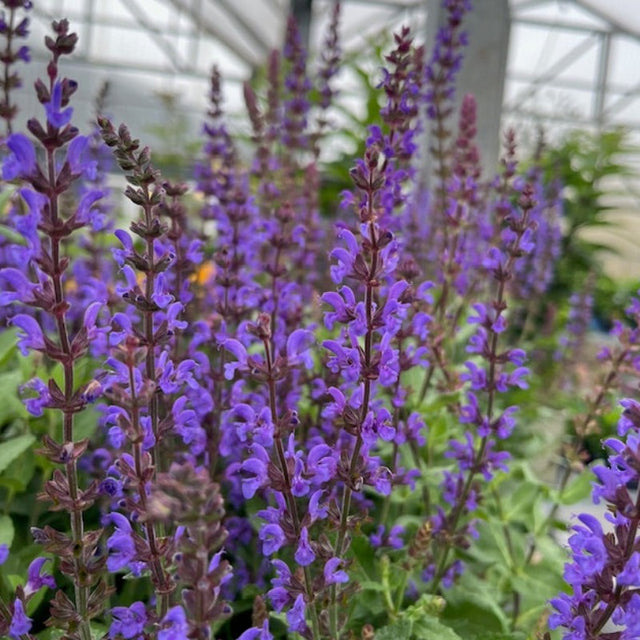 SALVIA SPRING KING – Knippel Garden Centre