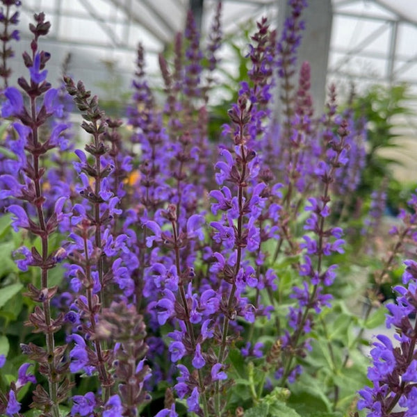 Spring-Summer Flowering Perennials – Knippel Garden Centre