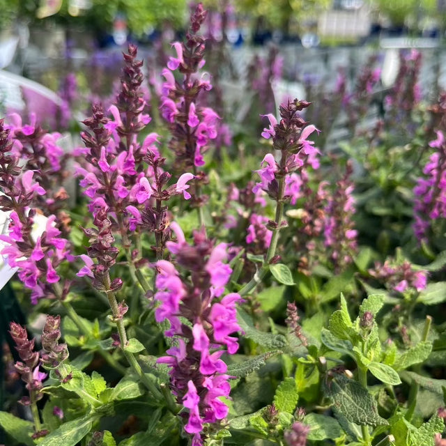 SALVIA PINK PROFUSION – Knippel Garden Centre