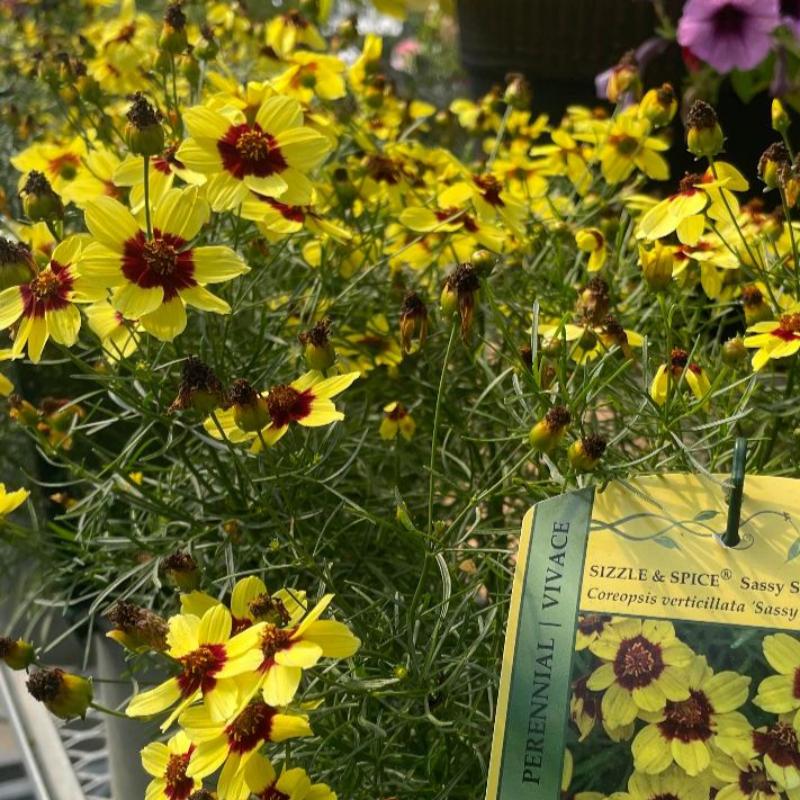 COREOPSIS SIZZLE & SPICE SASSY SAFFRON – Knippel Garden Centre