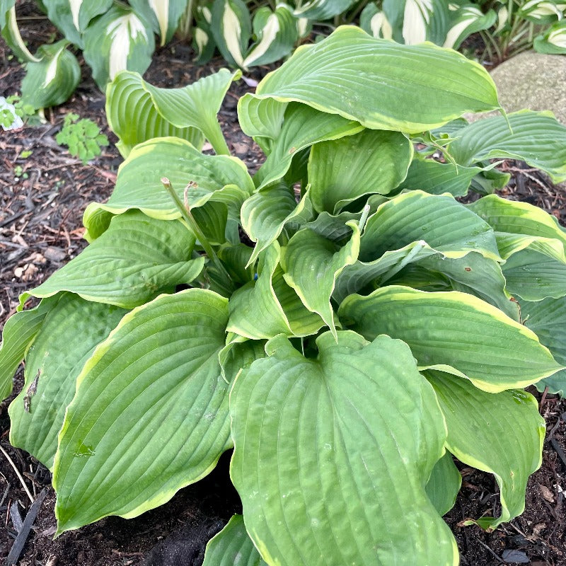 HOSTA SPARTACUS – Knippel Garden Centre