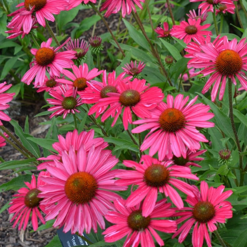 ECHINACEA KISMET RASPBERRY – Knippel Garden Centre