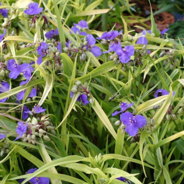 TRADESCANTIA BLUE & GOLD – Knippel Garden Centre