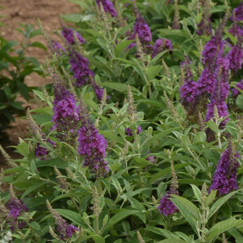 BUTTERFLY BUSH CHRYSALIS PURPLE – Knippel Garden Centre