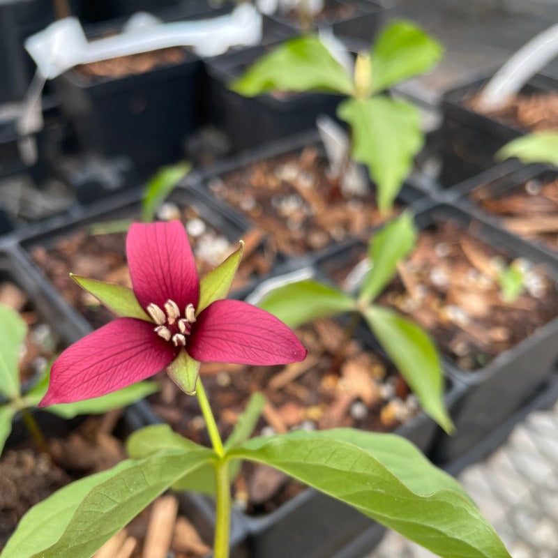 TRILLIUM ERECTUM – Knippel Garden Centre