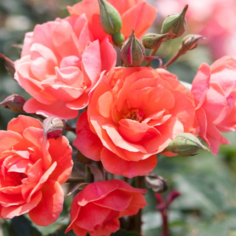 ROSE KNOCK OUT CORAL – Knippel Garden Centre