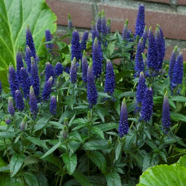 VERONICA FIRST GLORY – Knippel Garden Centre