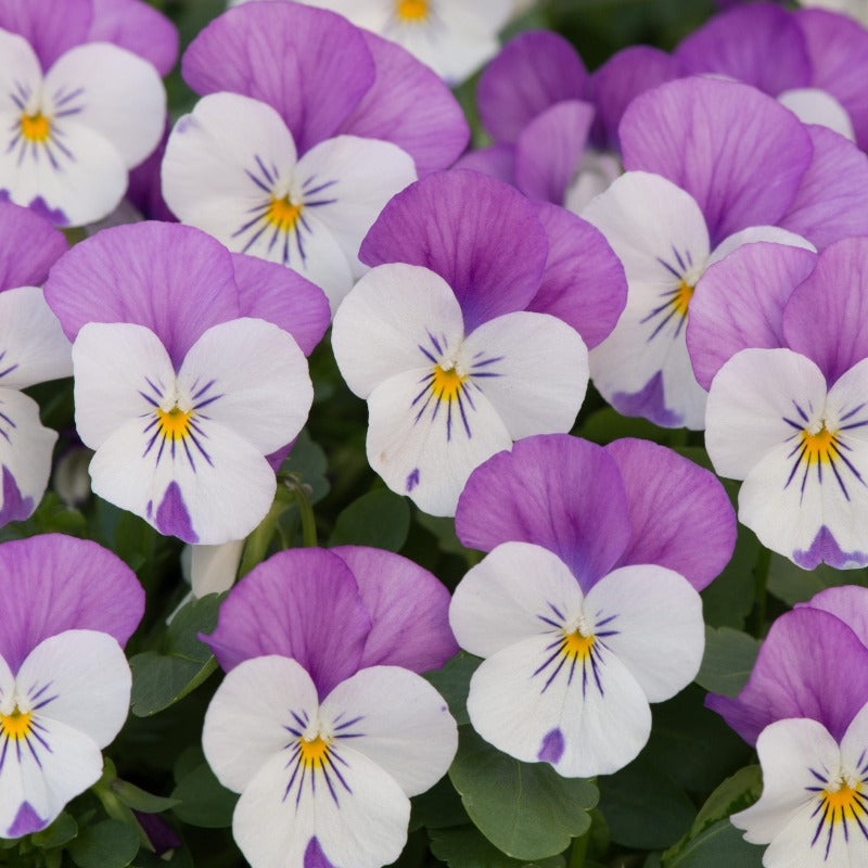 VIOLA SORBET PINK WING – Knippel Garden Centre