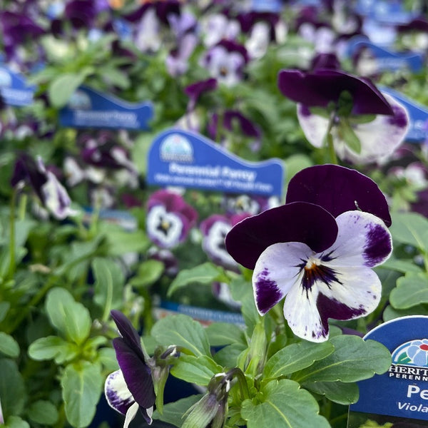 View Early Spring Flowering Perennials – Knippel Garden Centre