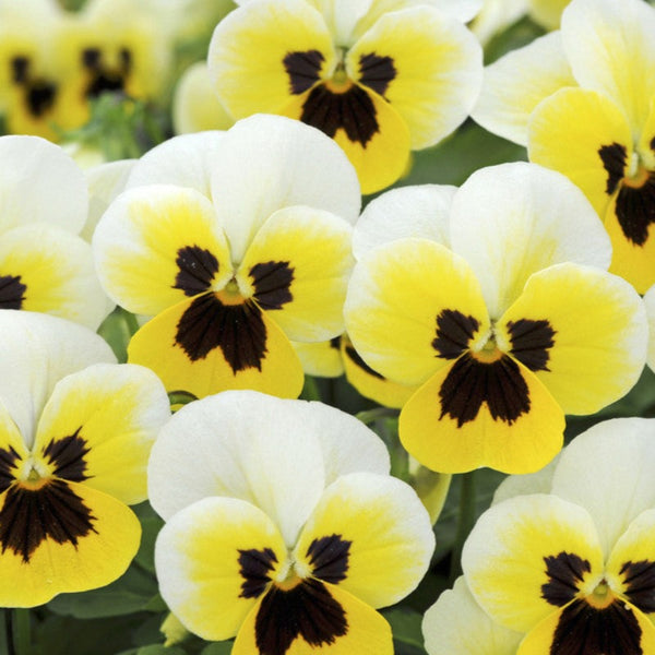 View Early Spring Flowering Perennials – Knippel Garden Centre