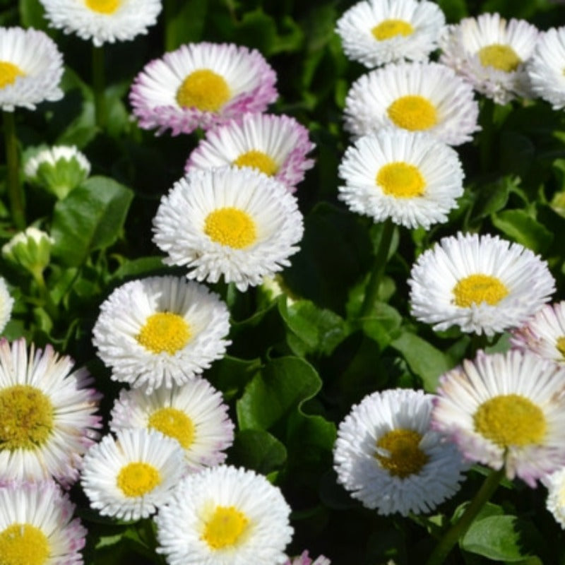 BELLIS SPEEDSTAR WHITE – Knippel Garden Centre