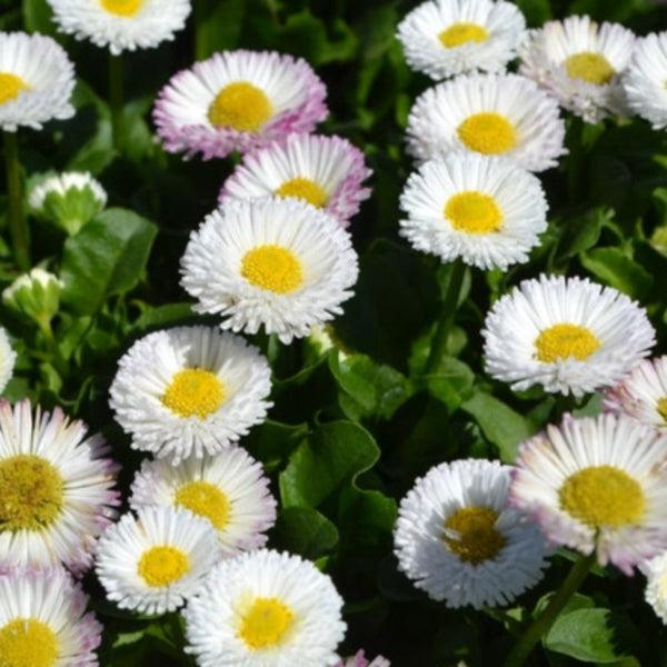 View Early Spring Flowering Perennials – Knippel Garden Centre