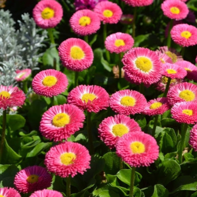 BELLIS SPEEDSTAR PINK – Knippel Garden Centre