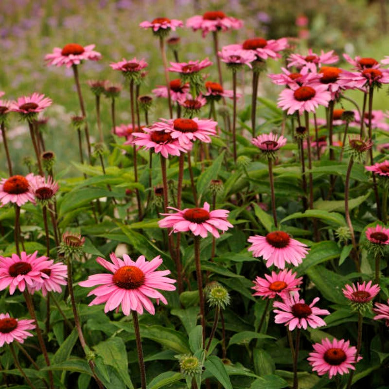ECHINACEA RUBY STAR – Knippel Garden Centre