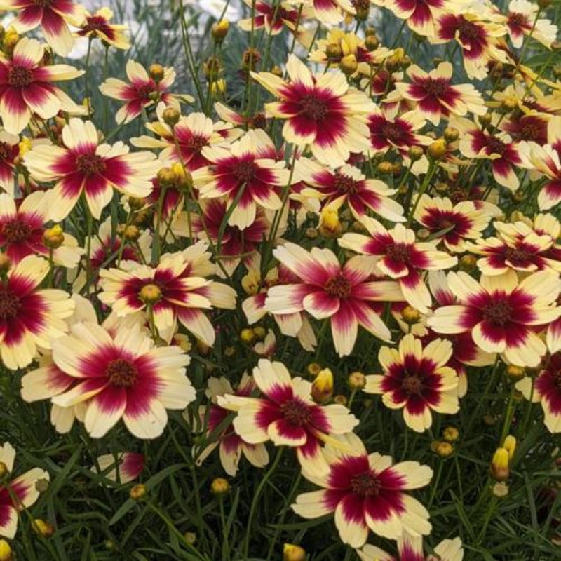 COREOPSIS PEACH SPARKLE – Knippel Garden Centre