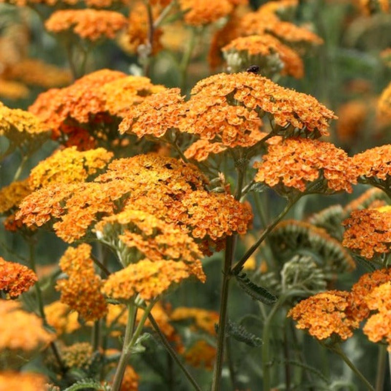 ACHILLEA TERRA COTTA – Knippel Garden Centre