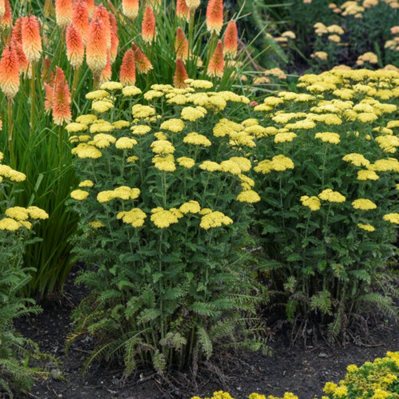 ACHILLEA FIREFLY SUNSHINE – Knippel Garden Centre