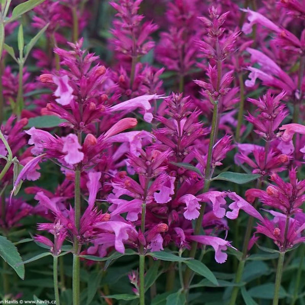 AGASTACHE ROSIE POSIE – Knippel Garden Centre