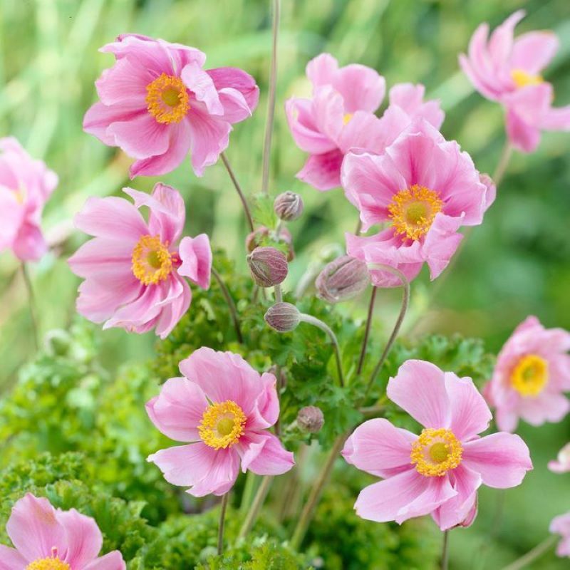 ANEMONE HYBRIDA CRISPA – Knippel Garden Centre