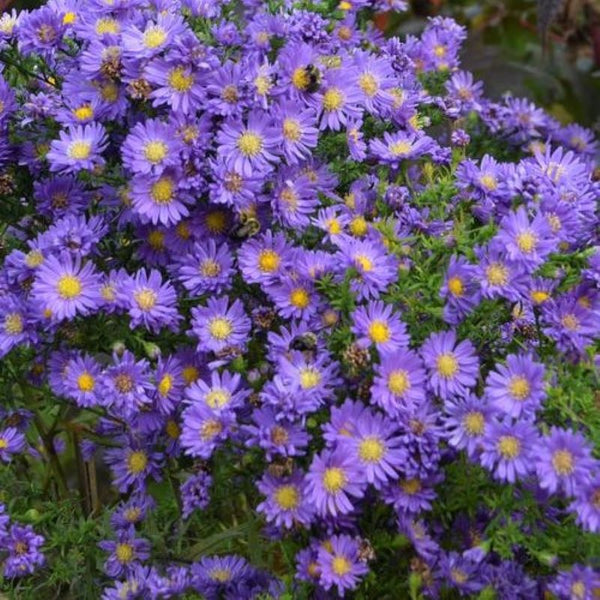 View Early Spring Flowering Perennials – Knippel Garden Centre