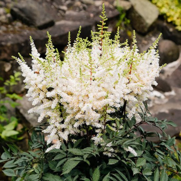 Spring-Summer Flowering Perennials – Knippel Garden Centre