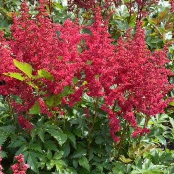ASTILBE HOT PEARLS – Knippel Garden Centre