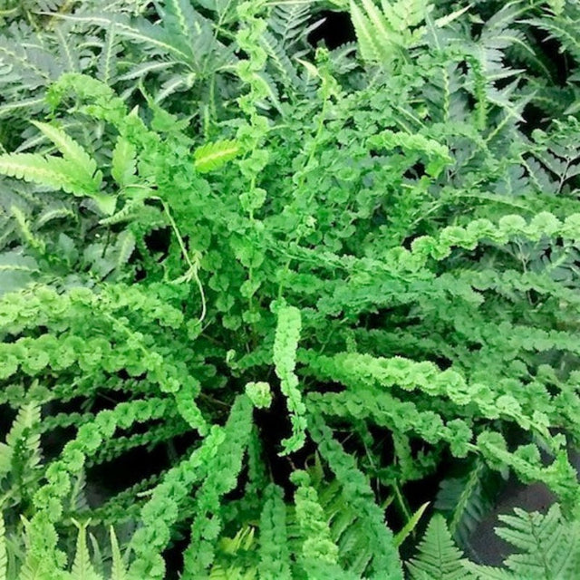 ATHYRIUM FRIZELLIAE – Knippel Garden Centre
