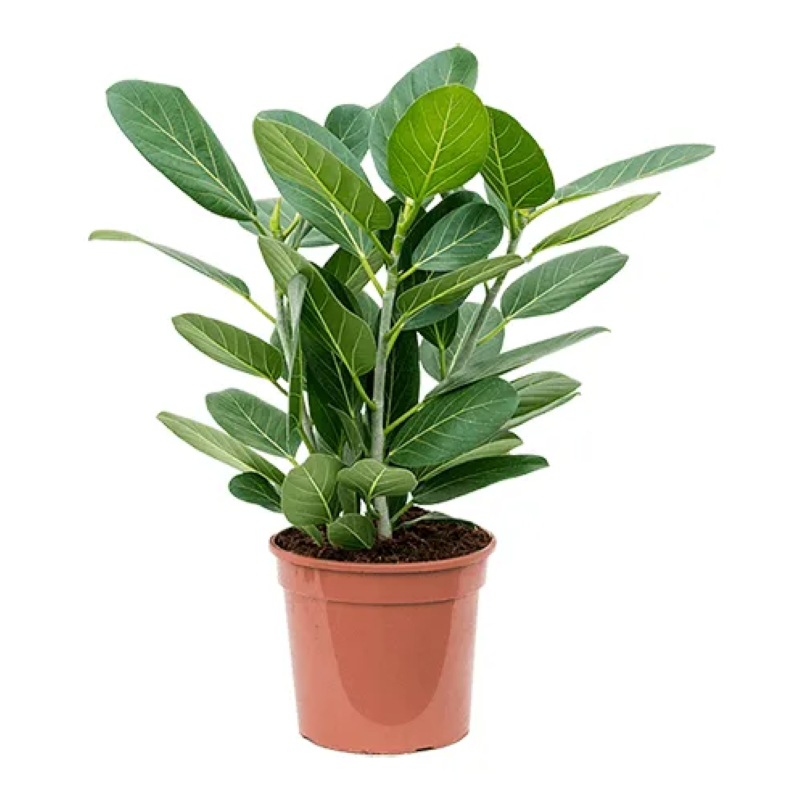 FICUS AUDREY – Knippel Garden Centre