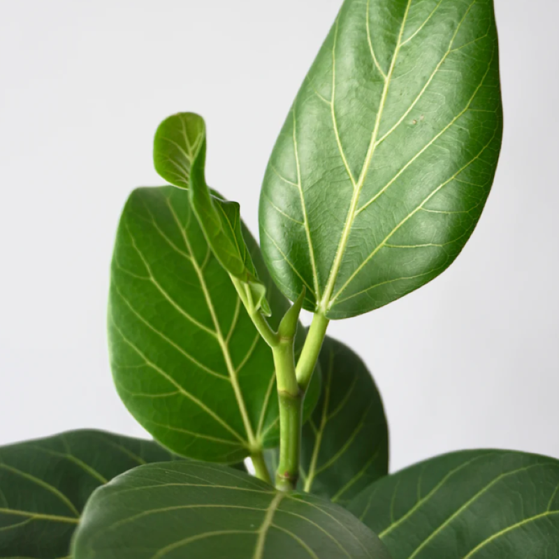 FICUS AUDREY – Knippel Garden Centre