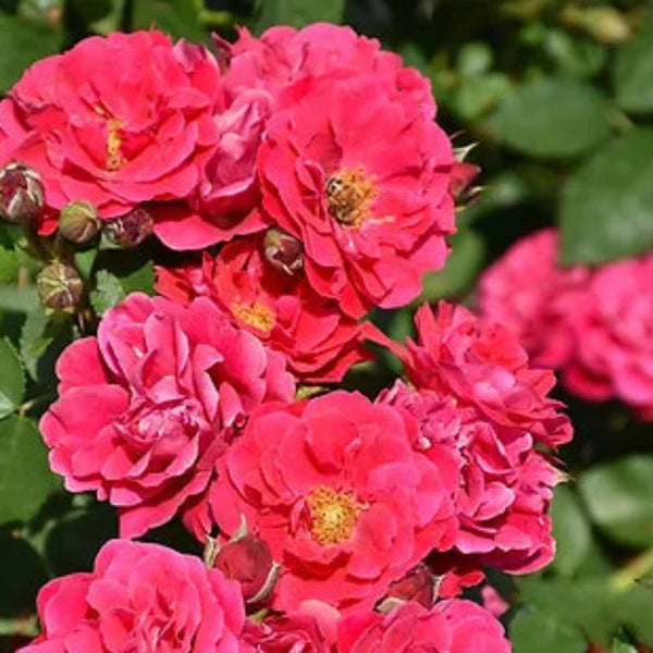 ROSE EXPLORER FRONTENAC – Knippel Garden Centre