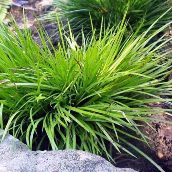 ACORUS MINIMUS AUREUS – Knippel Garden Centre