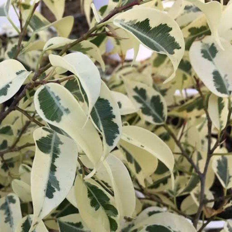 FICUS BENJAMINA STARLIGHT – Knippel Garden Centre