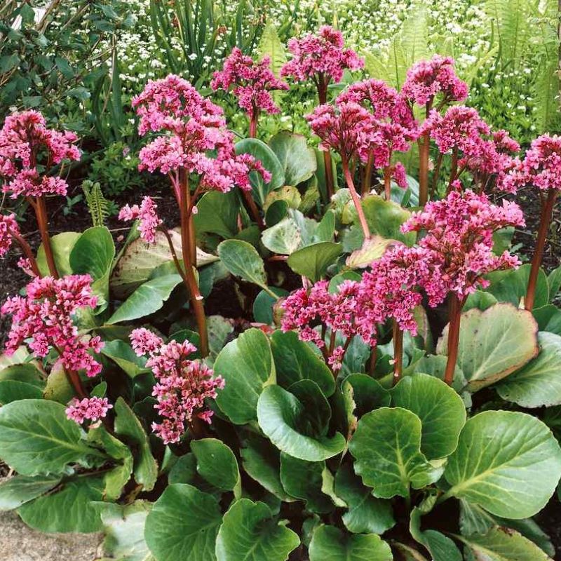 BERGENIA SHOESHINE ROSE – Knippel Garden Centre