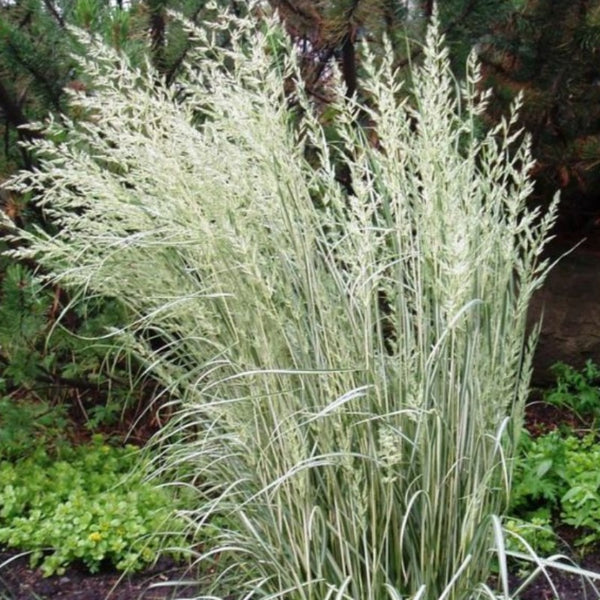 Perennial Ornamental Grass – Knippel Garden Centre