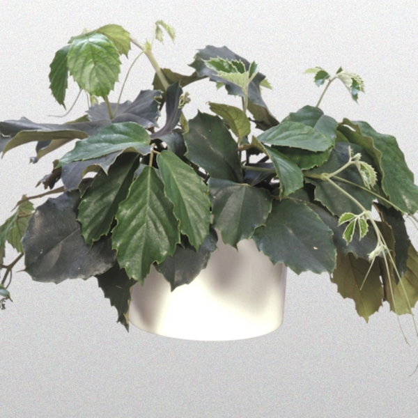 CHESTNUT VINE – Knippel Garden Centre